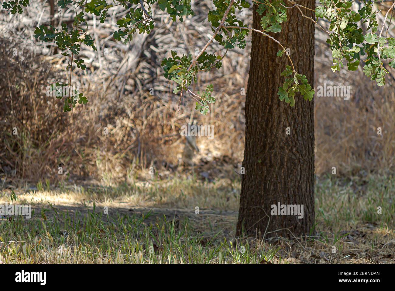 a single tree trunk growing in wild grass and shrubbery giving shade ...