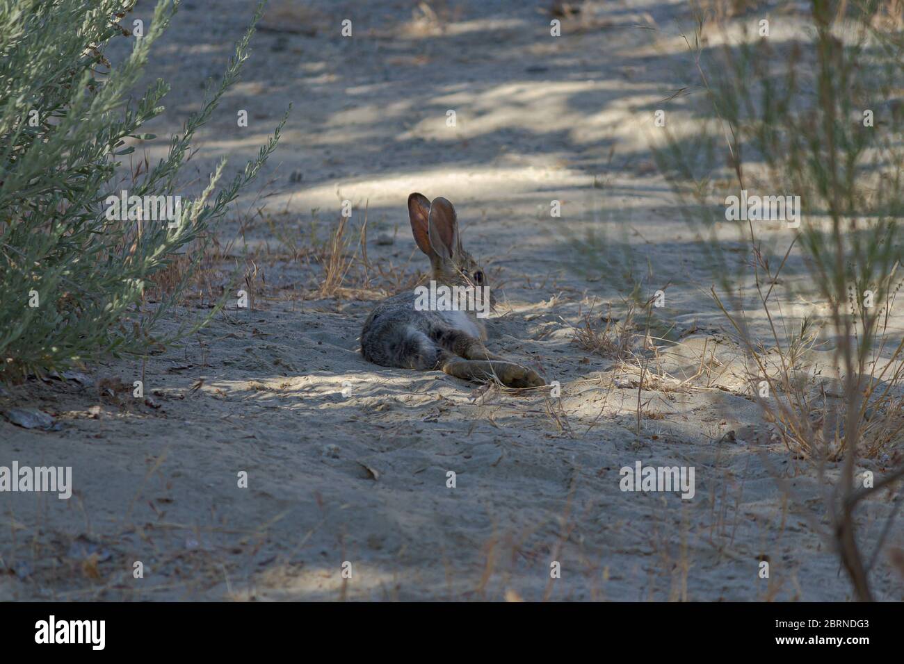 Wild rabbit laying down hi-res stock photography and images - Alamy