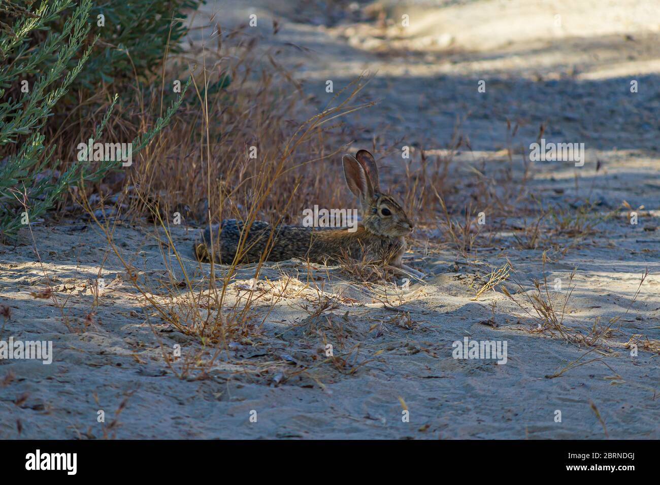 wild jack rabbit or hare laying in the shade near bushes in mottled ...