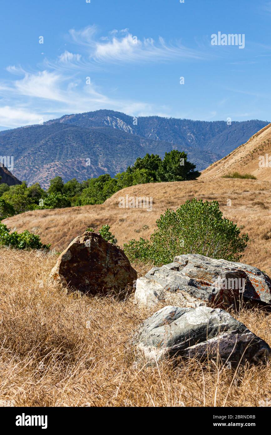 wild jack rabbit or hare laying in the shade near bushes in mottled ...
