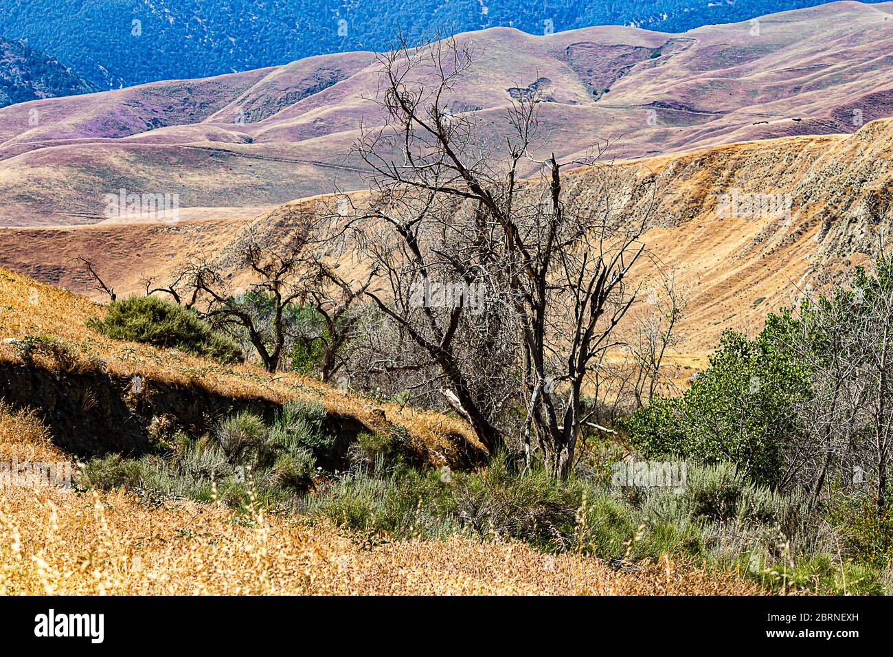 scrub desert vista with layers of ecosystems with canyon, cliff, hills ...