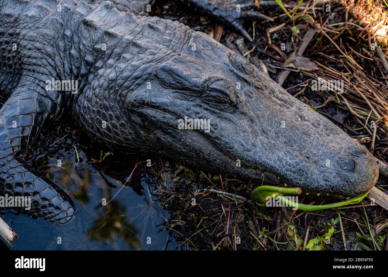 Swampy ground hi-res stock photography and images - Alamy