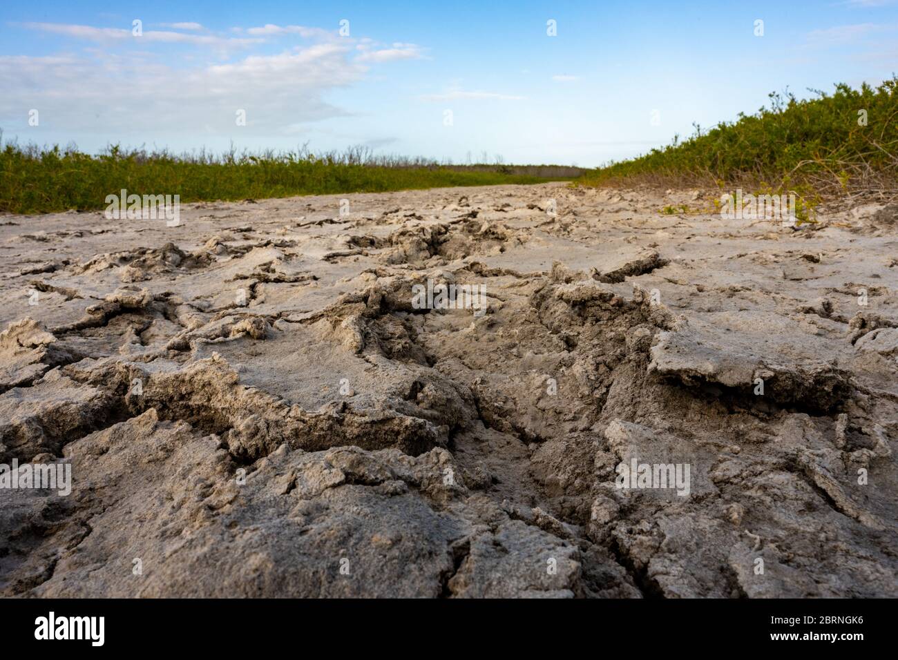 Dried Mud Pit Flanked by Pickleweed in Everglades wilderness Stock ...