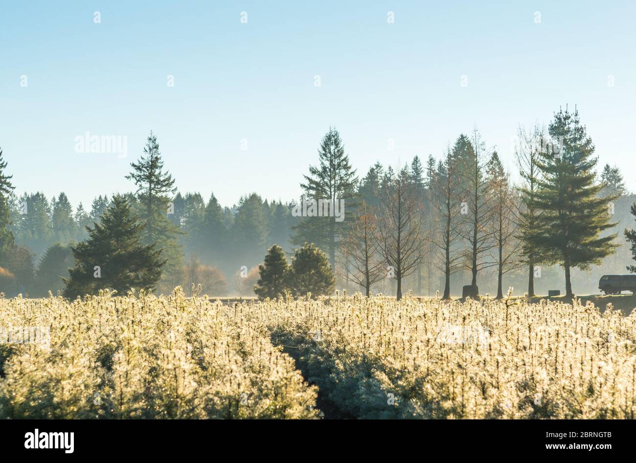 Fir tree seedlings hi-res stock photography and images - Alamy