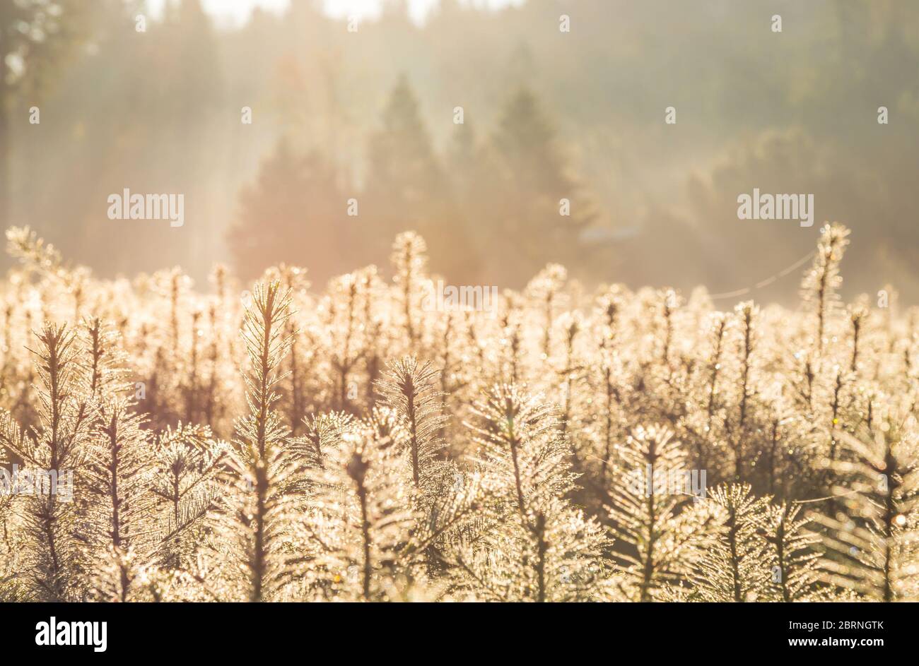 Fir tree seedlings hi-res stock photography and images - Alamy
