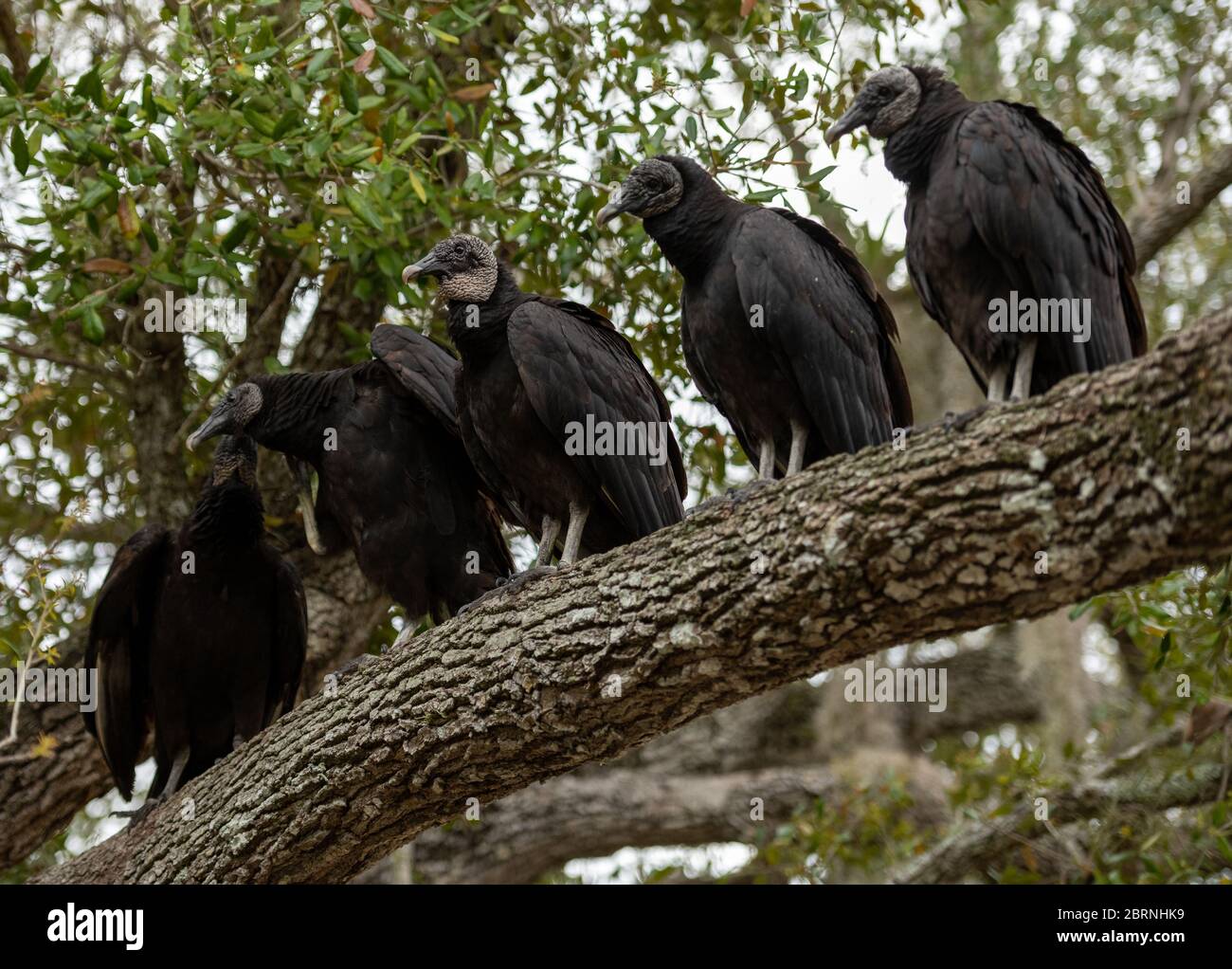 Five Vultures Perched on Tree Branch in Everglades Stock Photo - Alamy