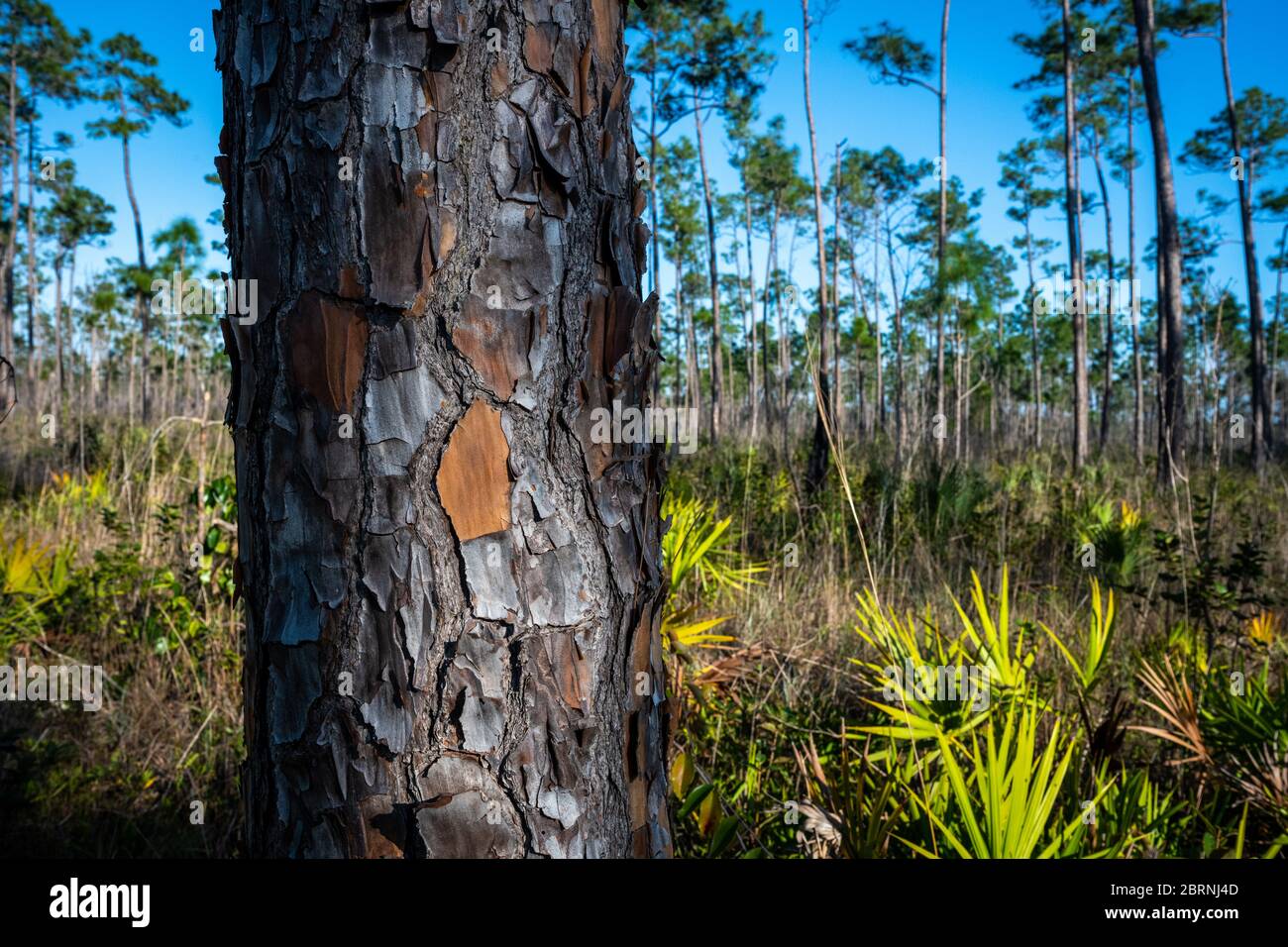Flaking Bark on Pine Tree in Everglades wilderness Stock Photo - Alamy