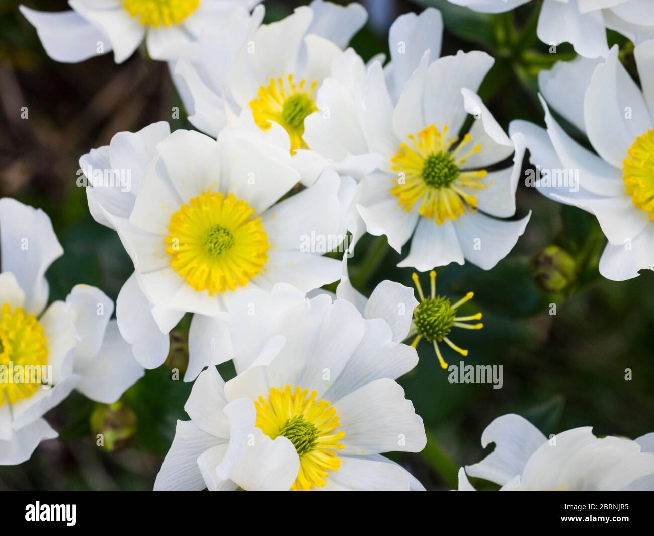 Closeup of Mt Cook Buttercup (Ranunculus lyallii), Gertrude Valley ...