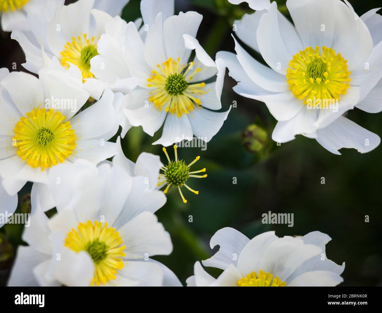New zealand mountain buttercup hi-res stock photography and images - Alamy