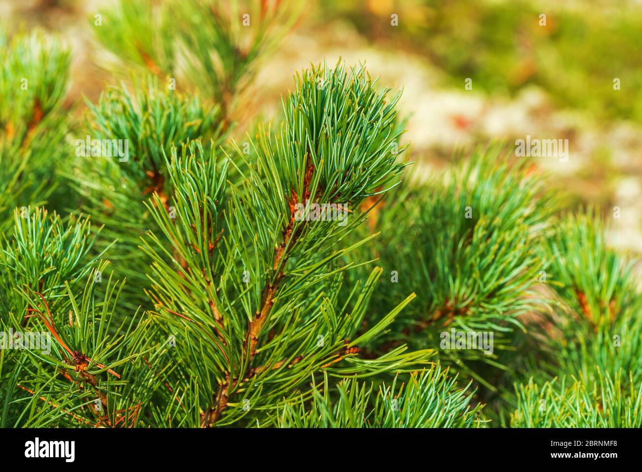 Needles of shrub Dwarf Stone Pine Pinus Pumila. Close-up view of ...