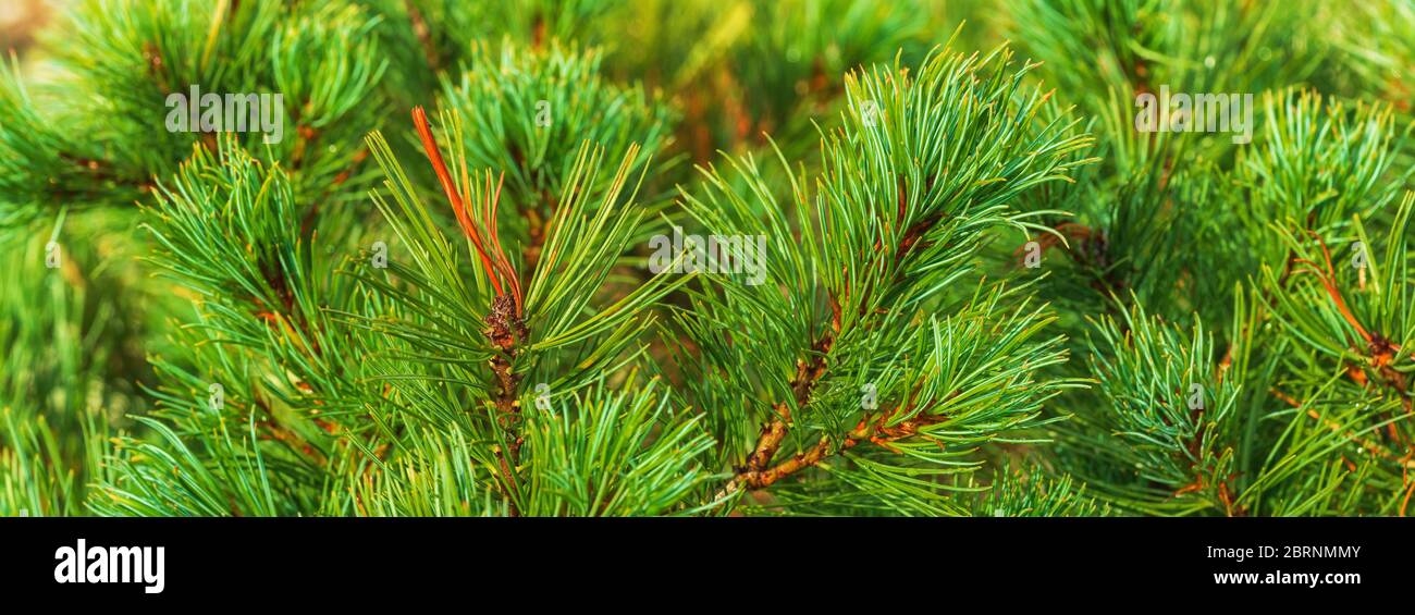 Needles of shrub Japanese Stone Pine Pinus Pumila. Natural medicinal ...