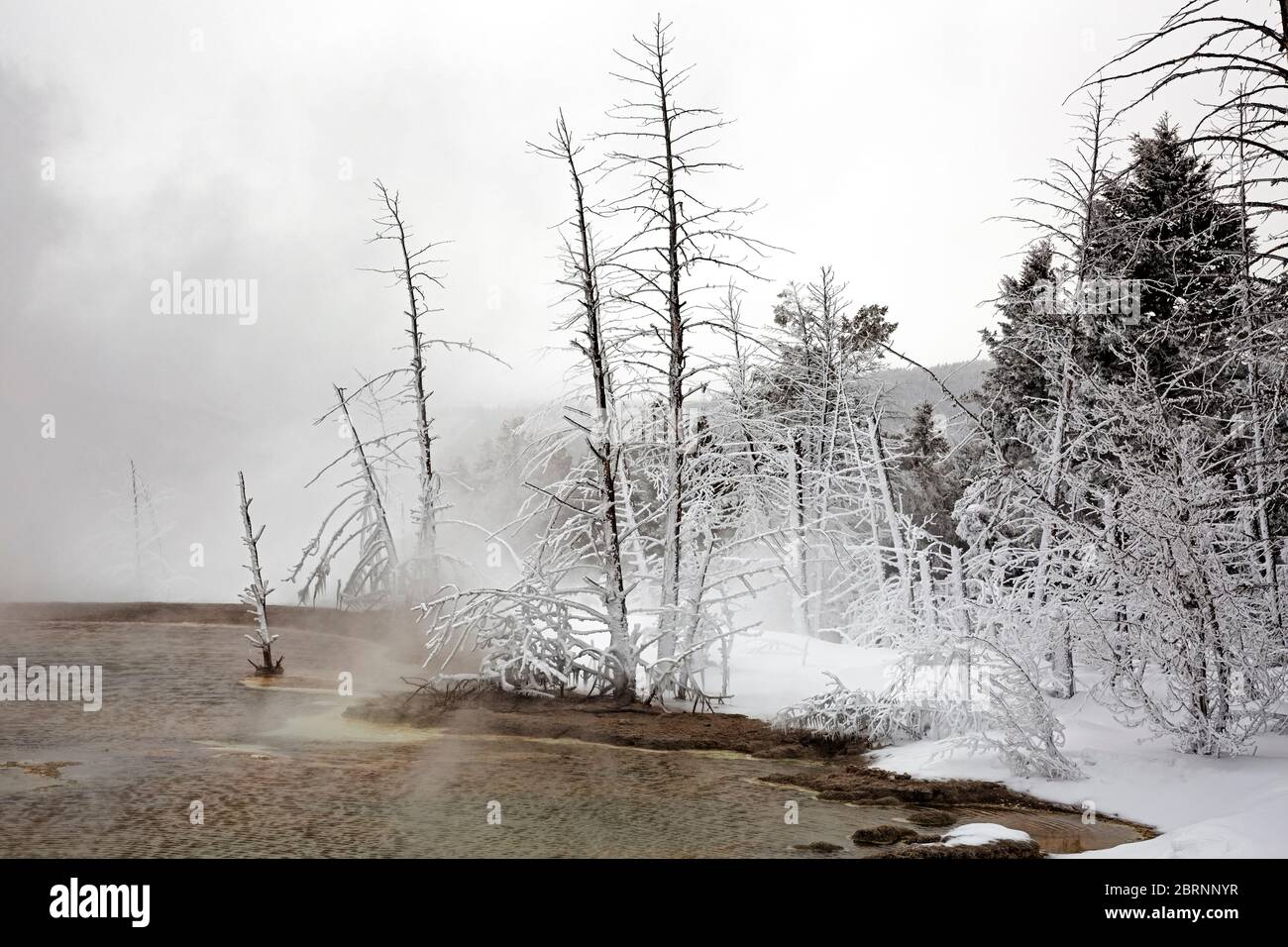 Steam in trees hi-res stock photography and images - Alamy