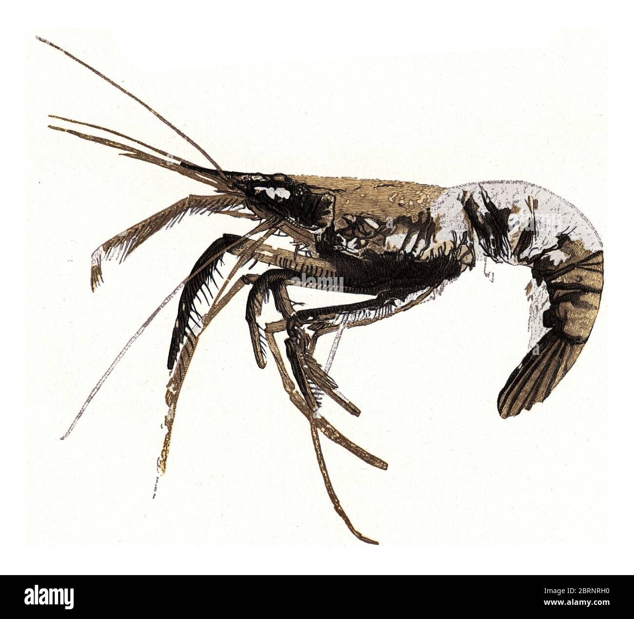 Fossil crayfish, vintage engraved illustration. From the Universe and ...