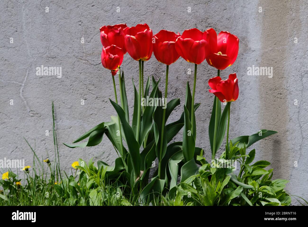 Gorgeous bright red tulips accented against a stained dull beige ...