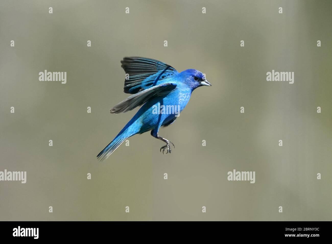 Indigo bunting bird family hi-res stock photography and images - Alamy
