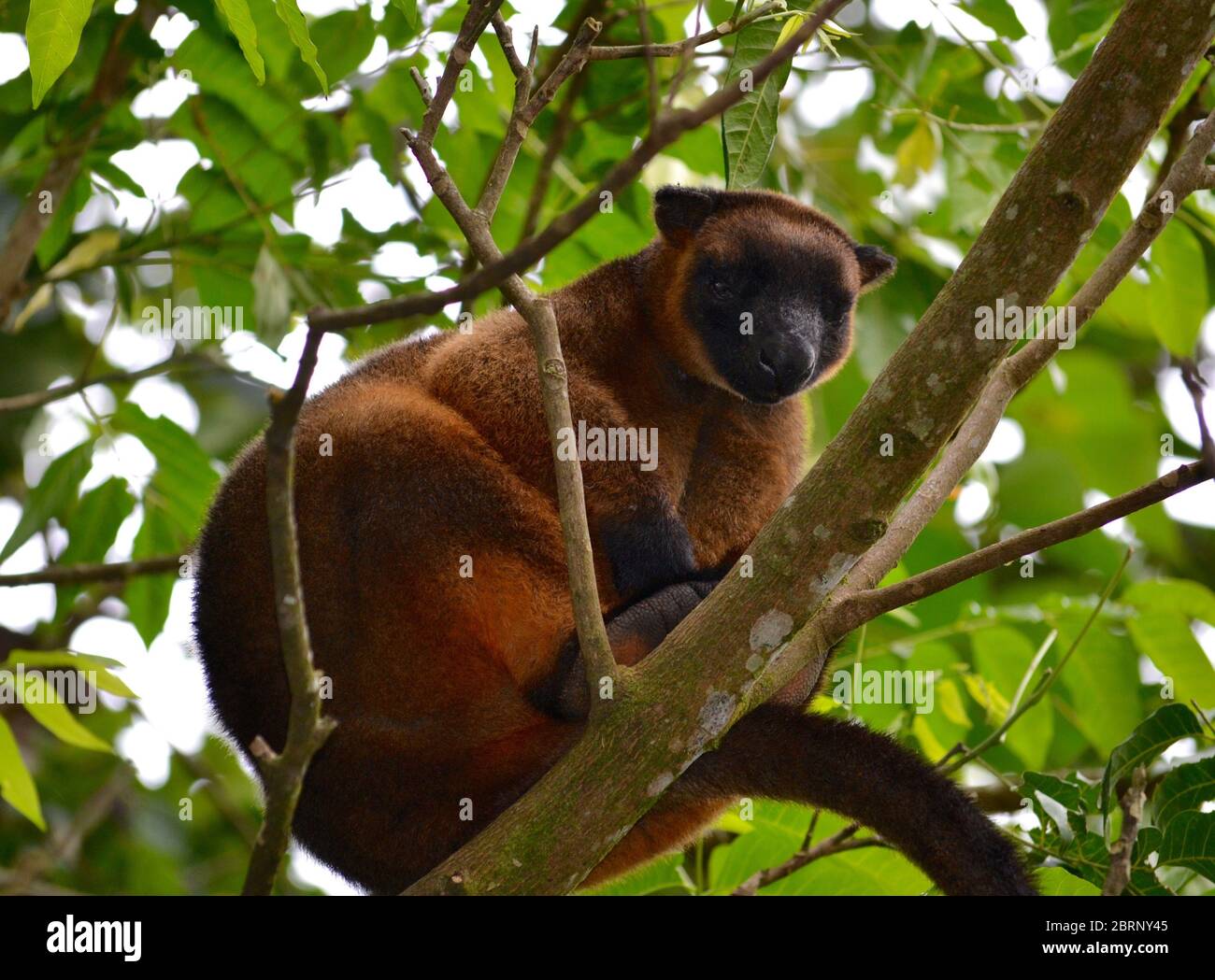 Tree kangaroo hi-res stock photography and images - Alamy