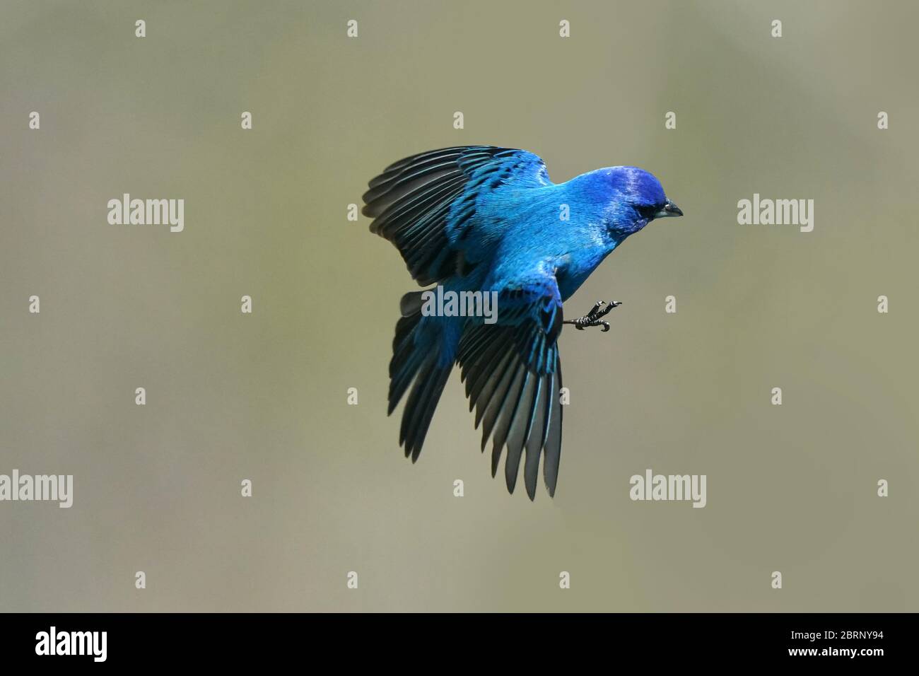 Indigo Bunting Bird Flying