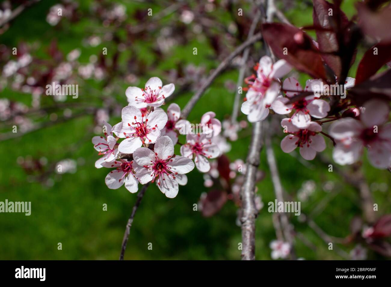 Purple leaf sand cherry bush hi-res stock photography and images - Alamy