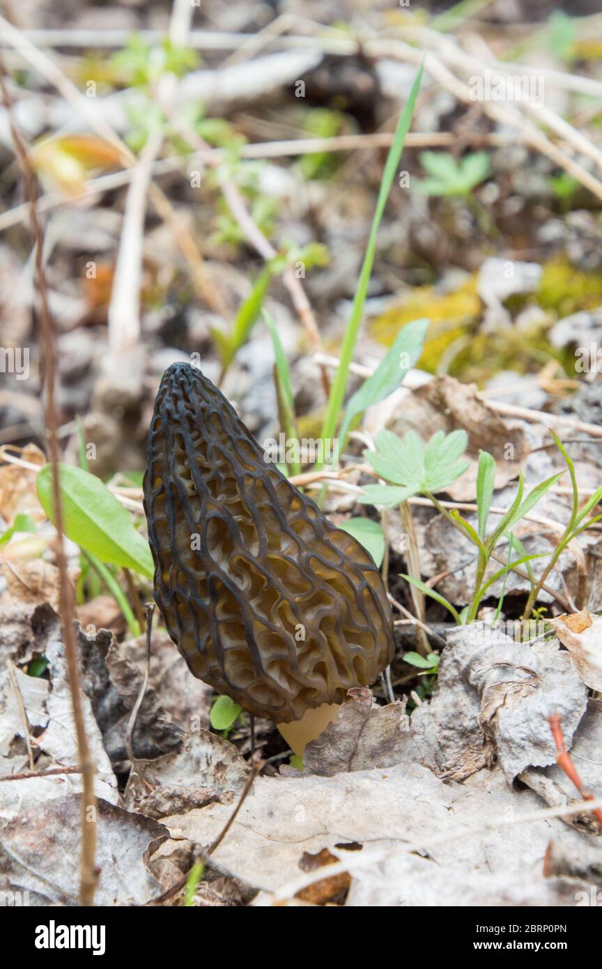 Edible morel fungi on woodland floor for wild food foraging Stock Photo ...