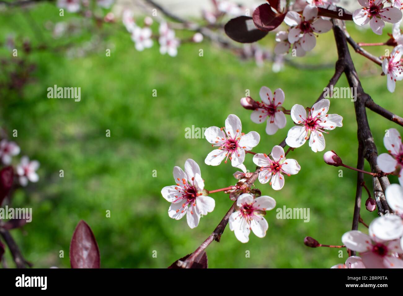 Purple leaf sand cherry bush hi-res stock photography and images - Alamy