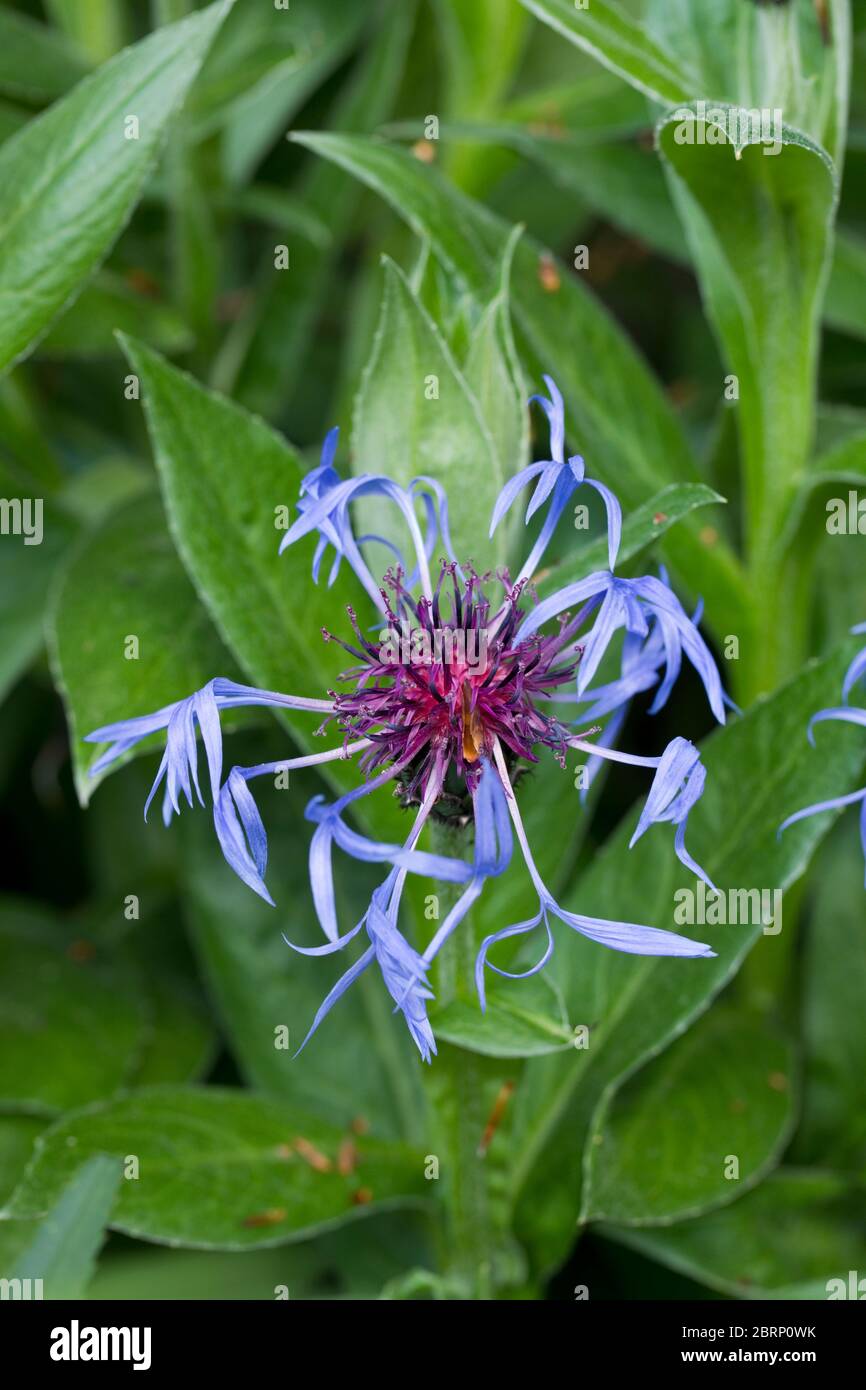 Mountain Cornflower - Centaurea montana in flower in agarden in England ...