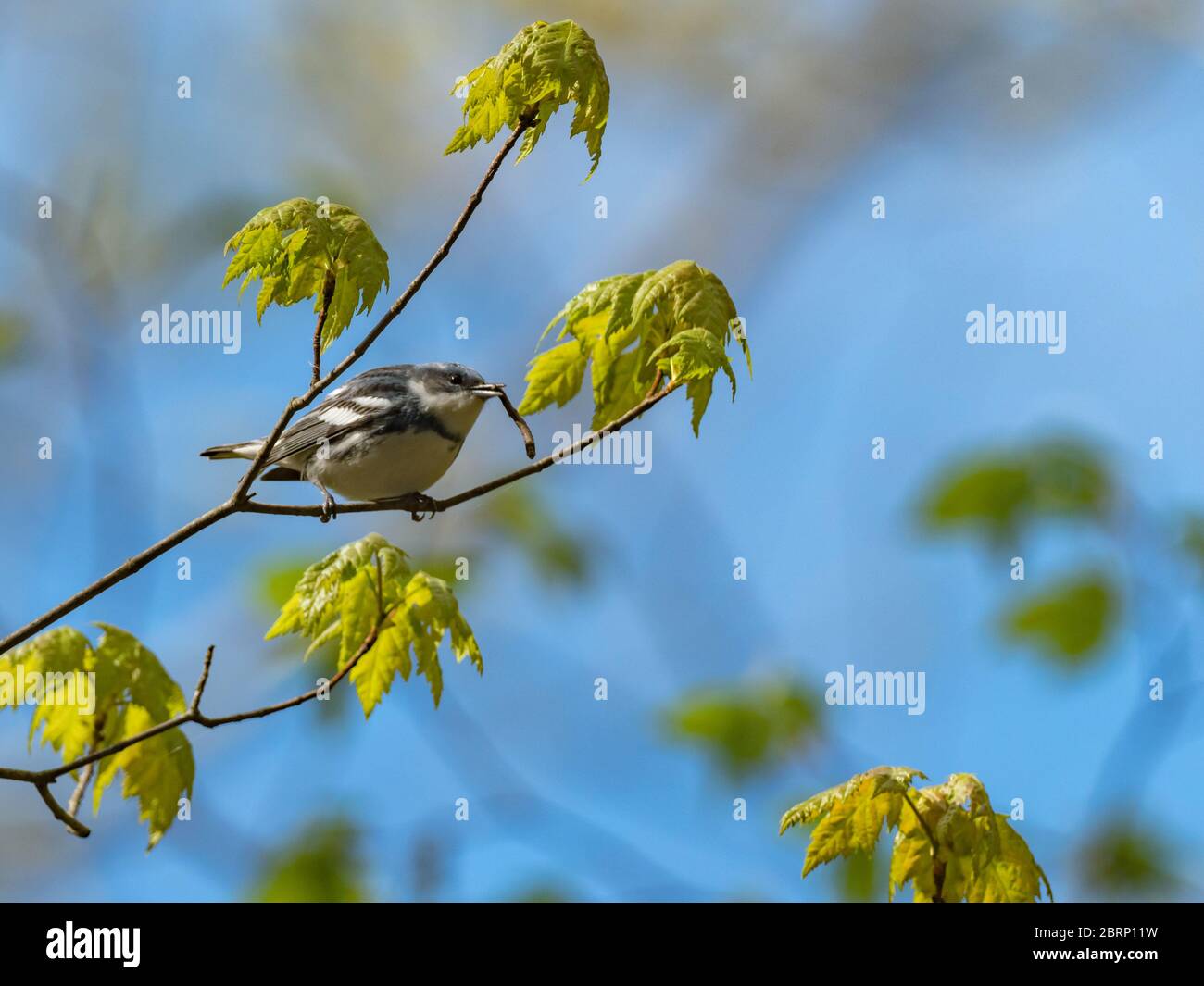 The cerulean warbler, Setophaga cerulea, a near threatened neotropical ...