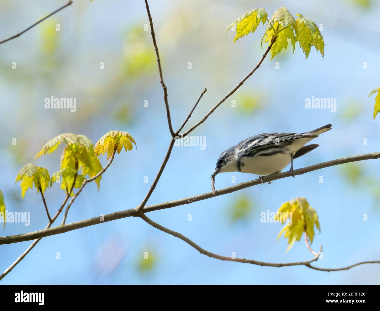 The cerulean warbler, Setophaga cerulea, a near threatened neotropical ...