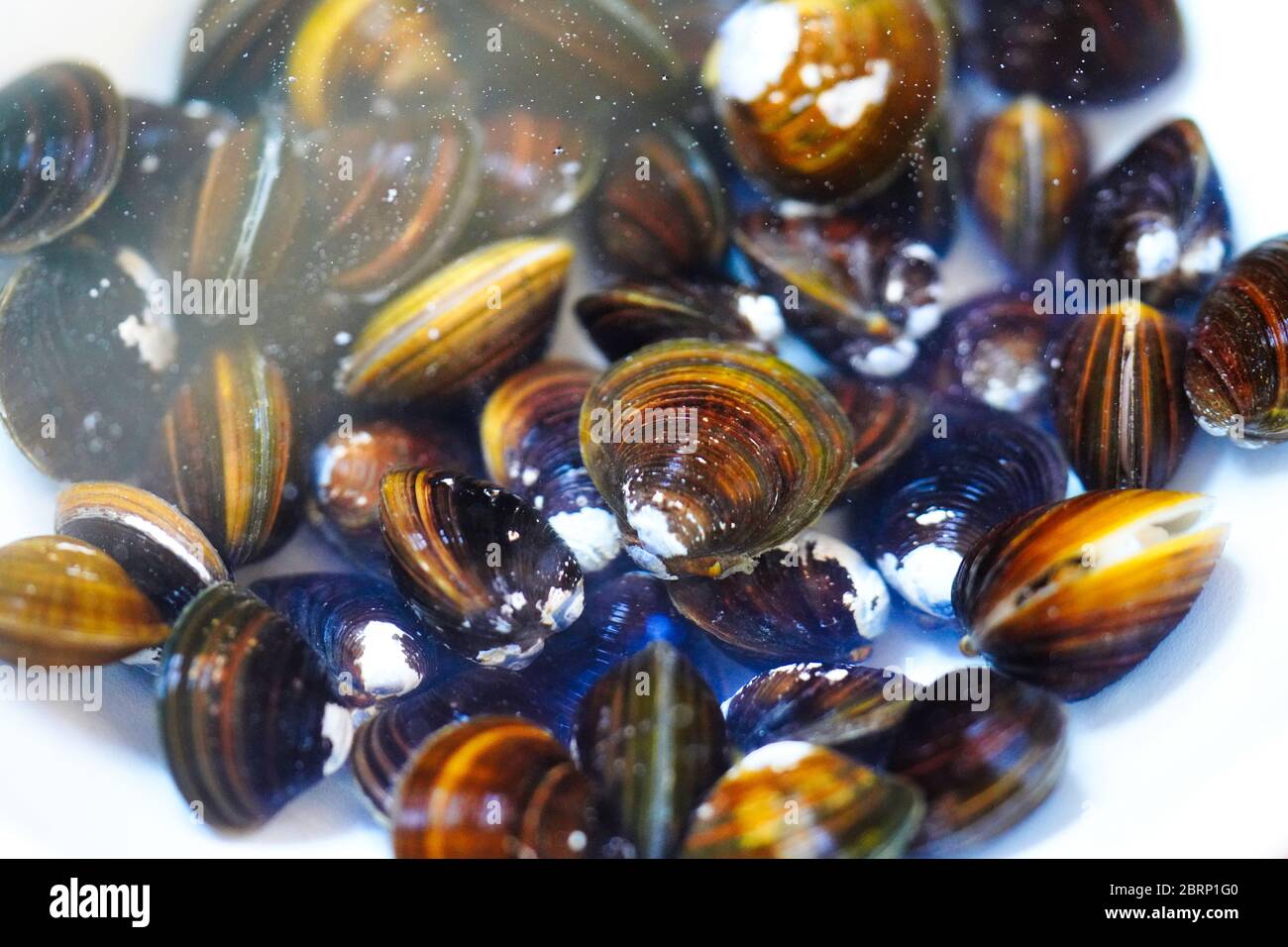 Corbicula hi-res stock photography and images - Alamy