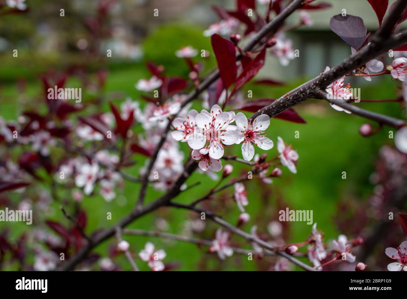 Purple leaf sand cherry bush hi-res stock photography and images - Alamy