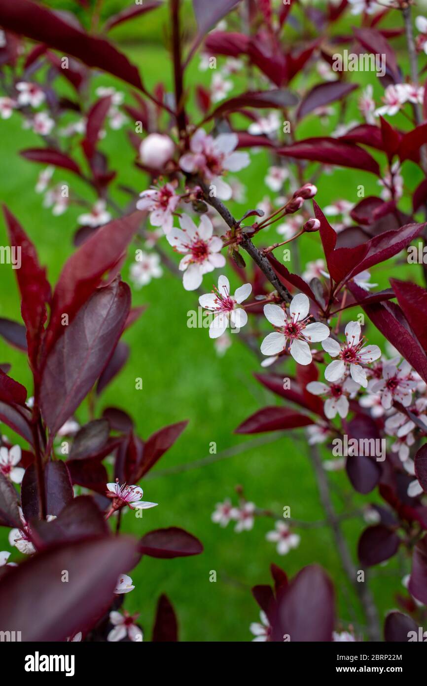 Purple leaf sand cherry bush hi-res stock photography and images - Alamy
