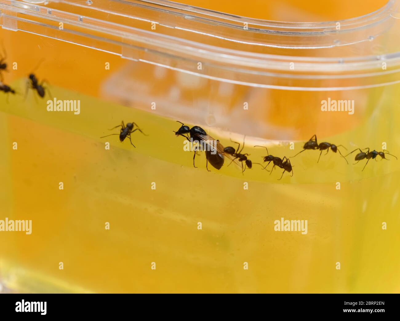 Ant tank hi-res stock photography and images - Alamy