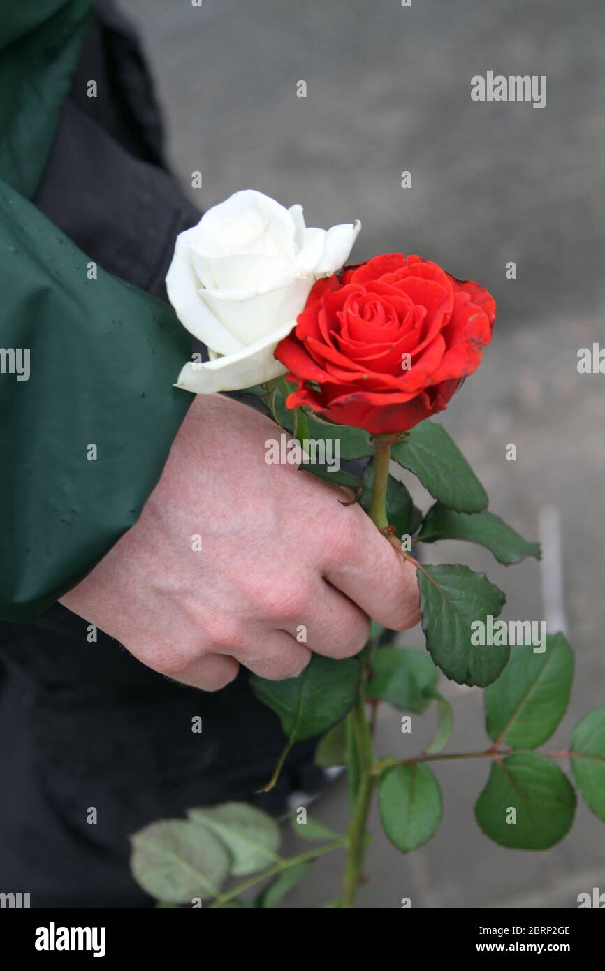 Rosa Blanca De Luto