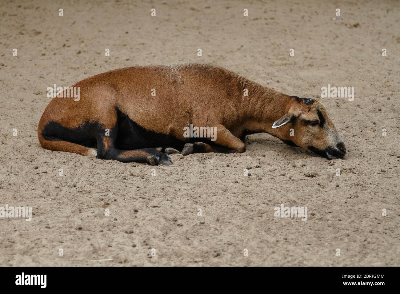 brown sheep lying alone and sad on the sand Stock Photo - Alamy