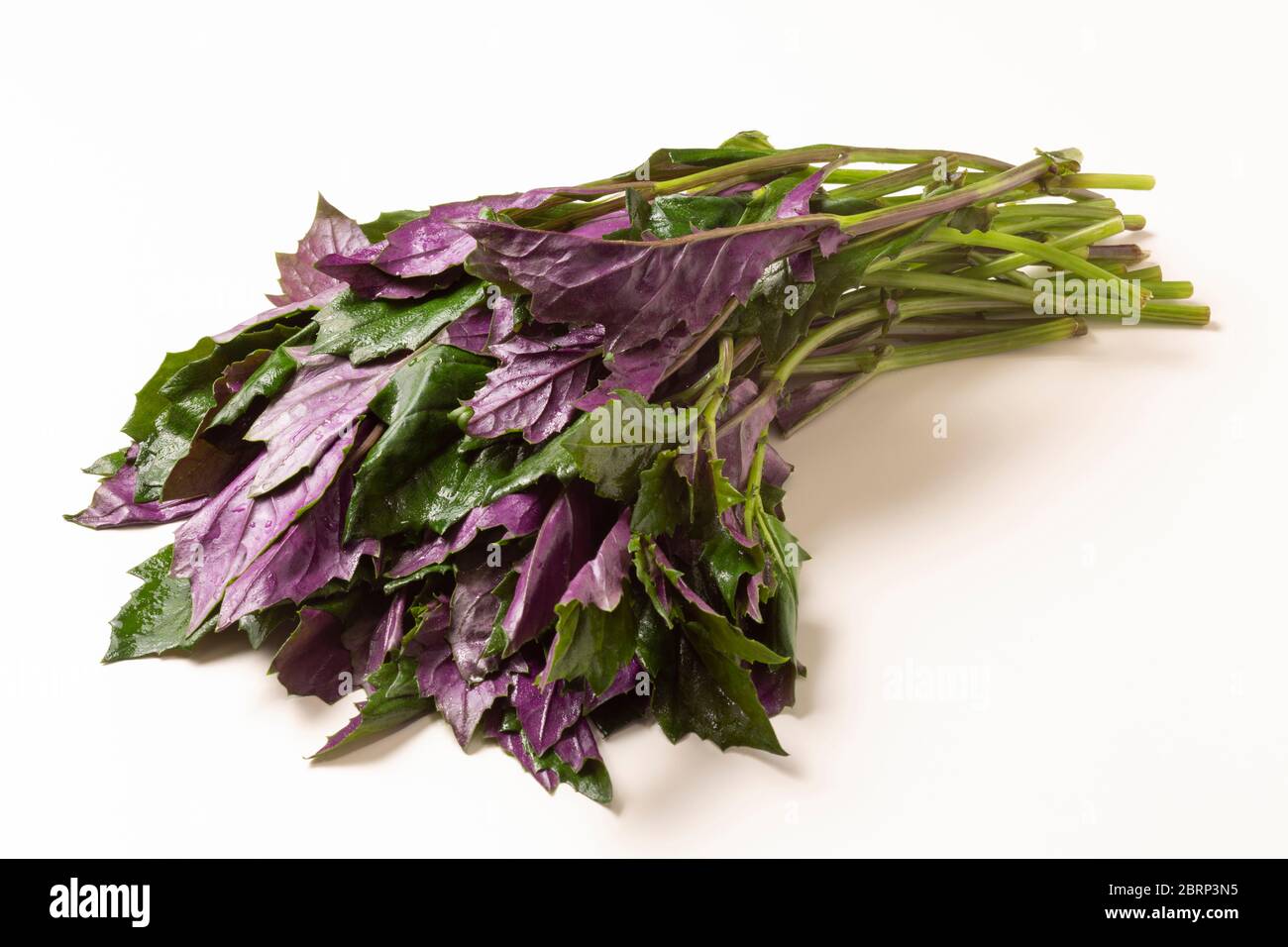 Gynura High Resolution Stock Photography and Images - Alamy