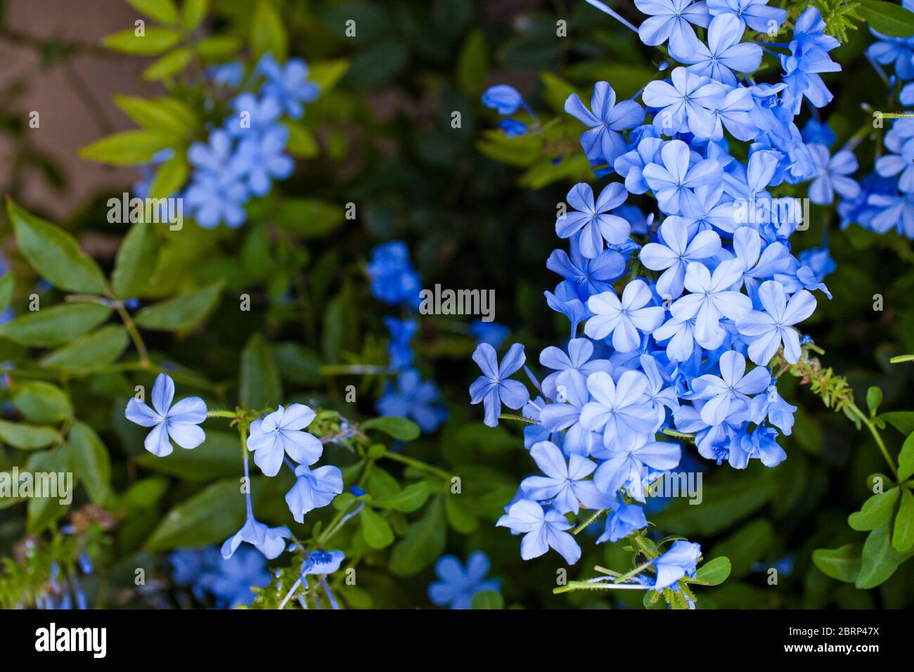 Blue flowers illustration vector hi-res stock photography and images ...