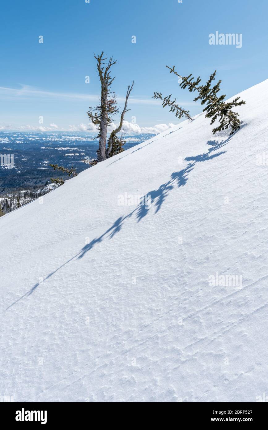 Subalpine trees on a slope of the Wallawa Mountains, Oregon Stock Photo ...