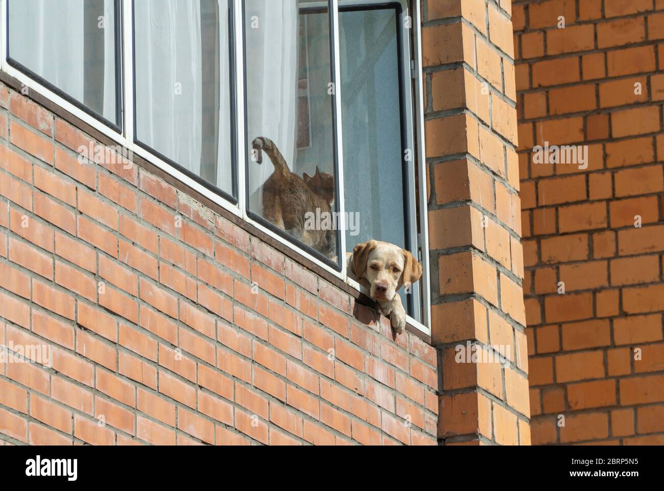 animals in a period of self isolation due to quarantine coronovirus ...