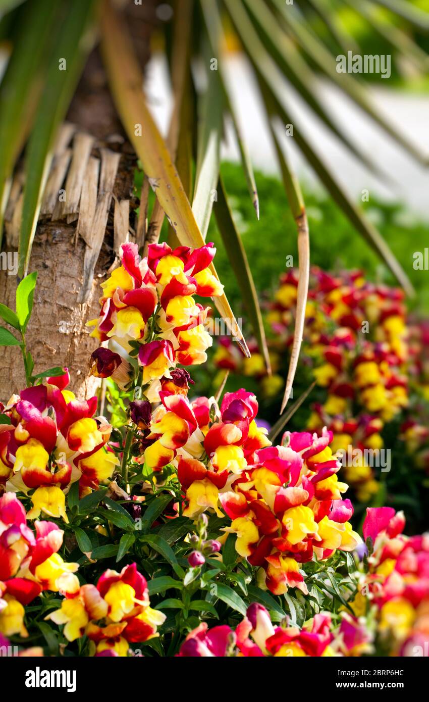 Colorful Live Romantic Flora Flowers and Leaves Photo Stock Photo - Alamy