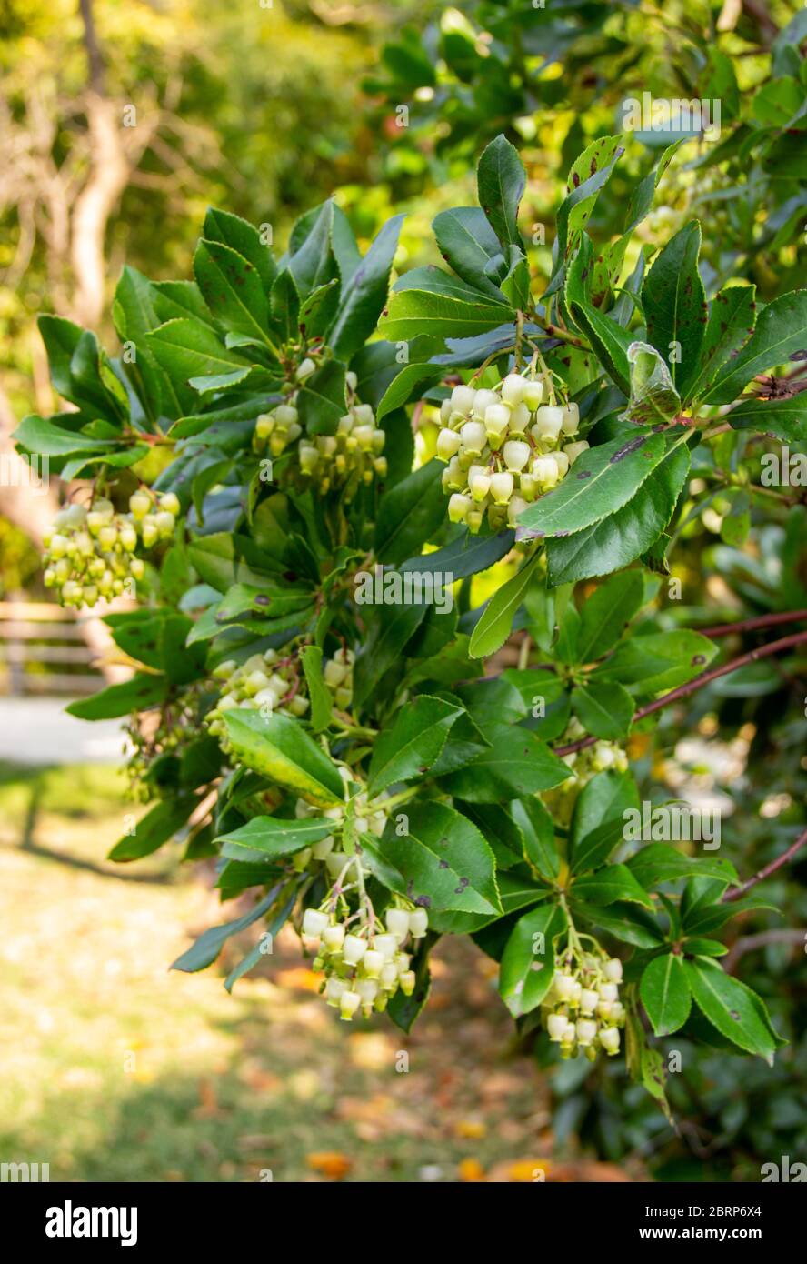 Pieris japonica, species of beautiful flowering shrubs in the family ...
