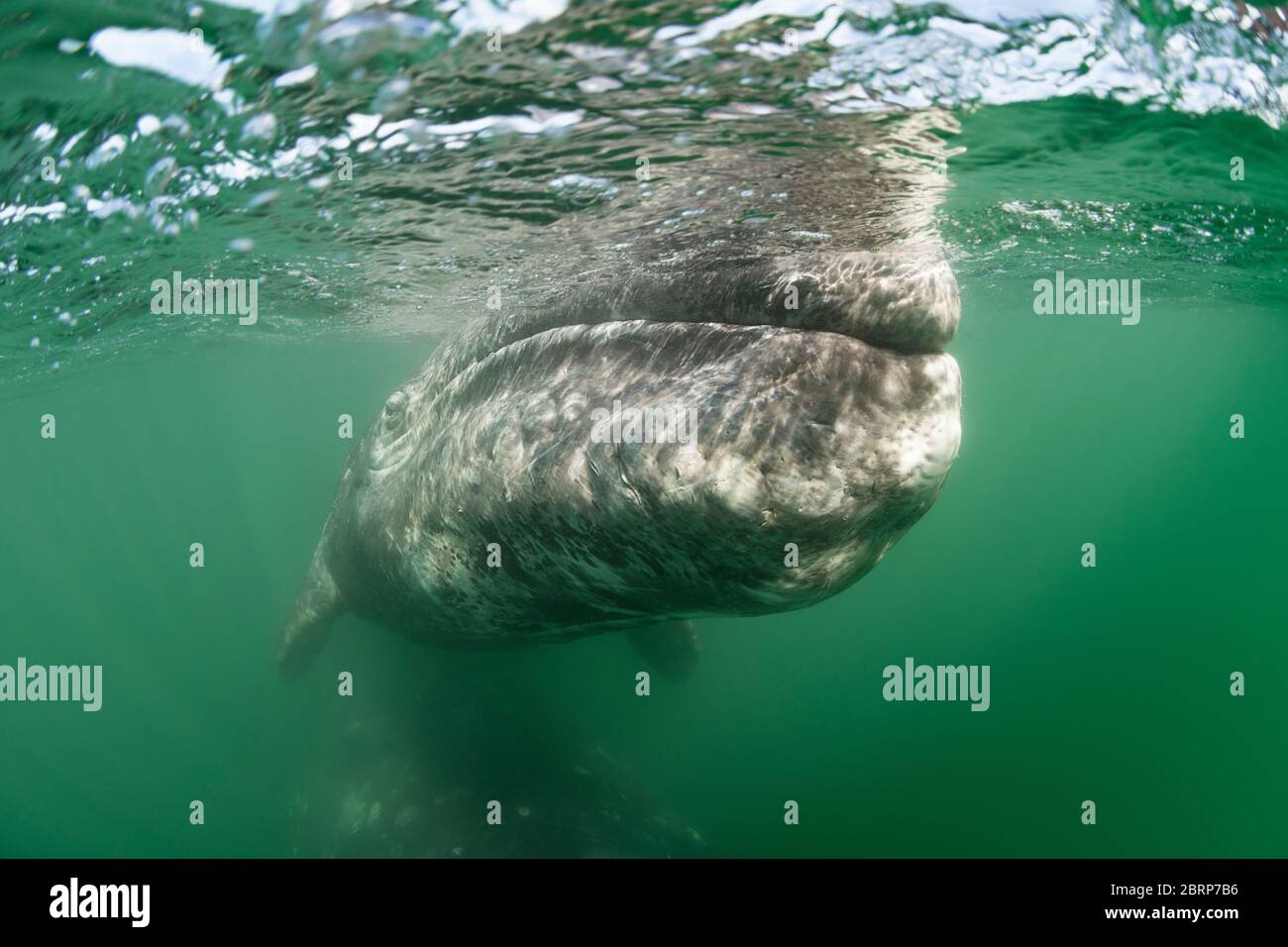 Eschrichtiidae hi-res stock photography and images - Alamy