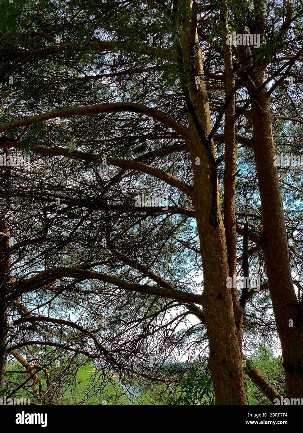 Fragment of pine trees with tangled branches Stock Photo - Alamy
