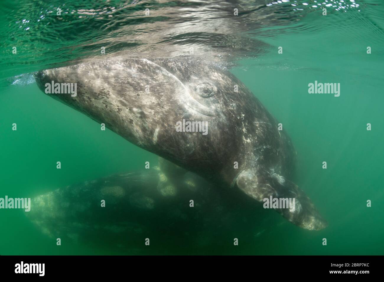 Eschrichtiidae hi-res stock photography and images - Alamy