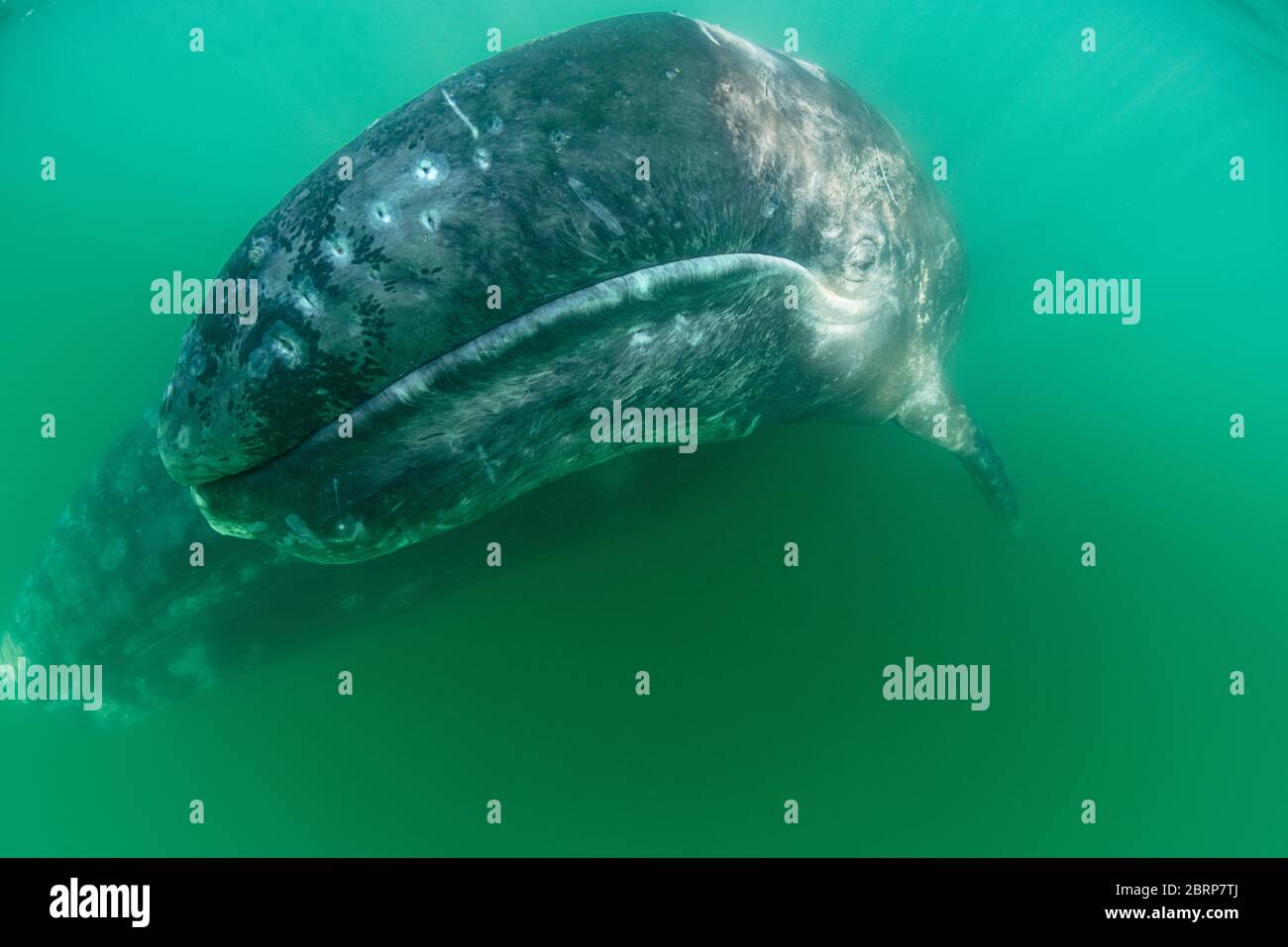 Eschrichtiidae hi-res stock photography and images - Alamy