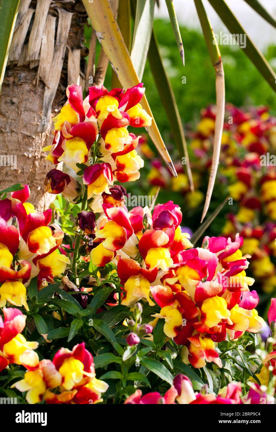 Colorful Live Romantic Flora Flowers and Leaves Photo Stock Photo - Alamy