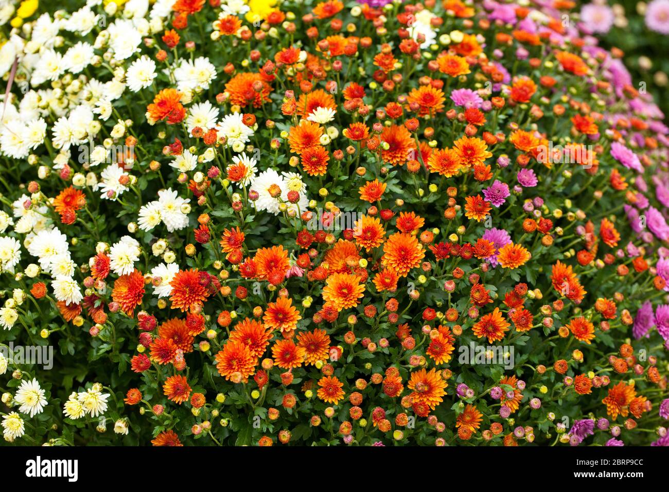 Colorful Live Romantic Flora Flowers and Leaves Photo Stock Photo - Alamy