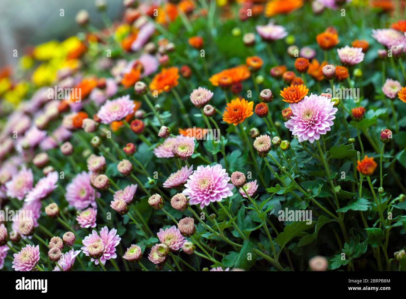 Colorful Live Romantic Flora Flowers and Leaves Photo Stock Photo - Alamy
