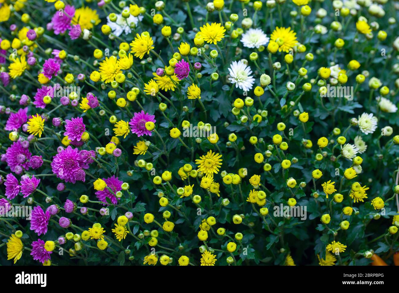 Colorful Live Romantic Flora Flowers and Leaves Photo Stock Photo - Alamy