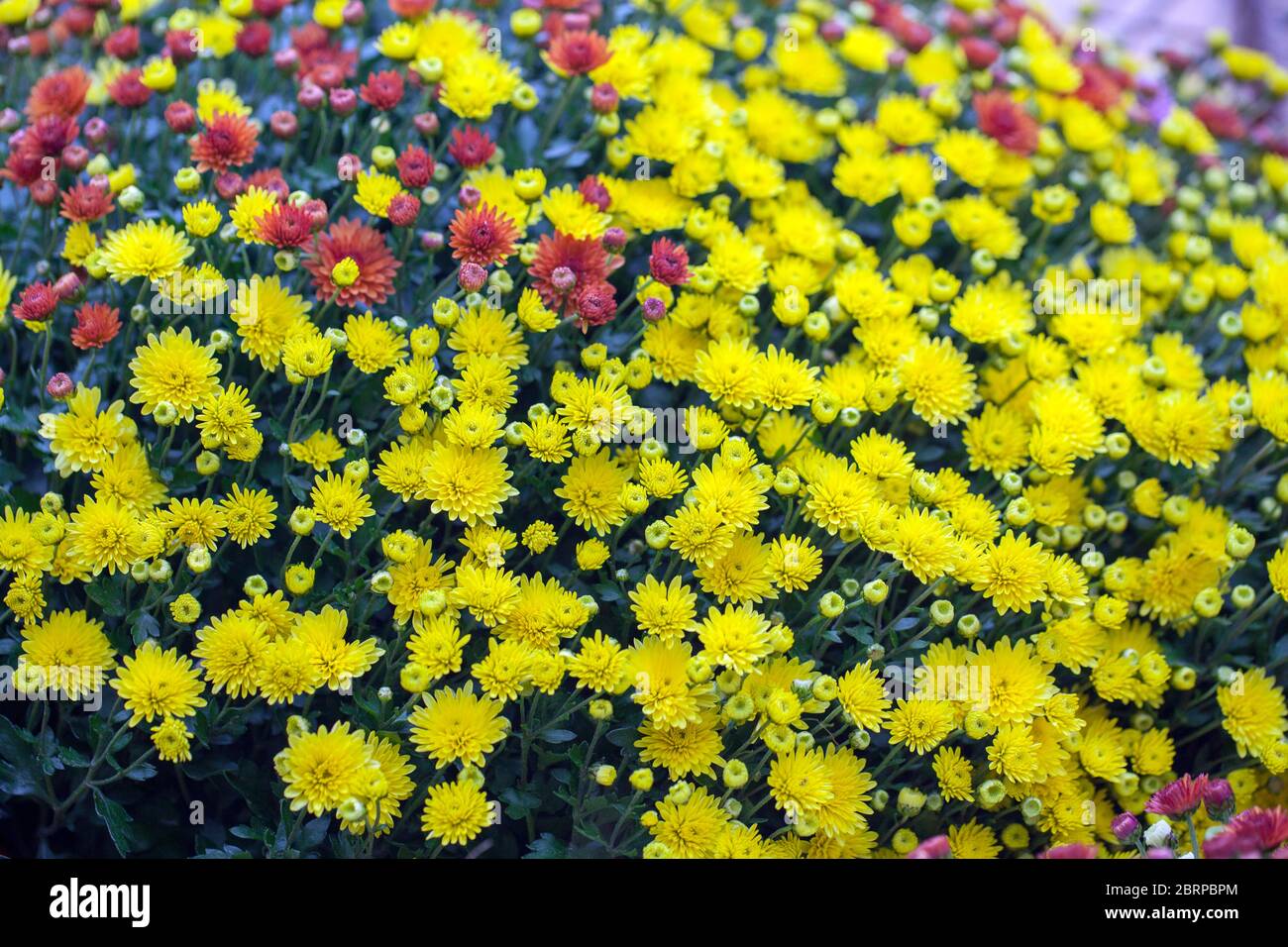 Colorful Live Romantic Flora Flowers and Leaves Photo Stock Photo - Alamy