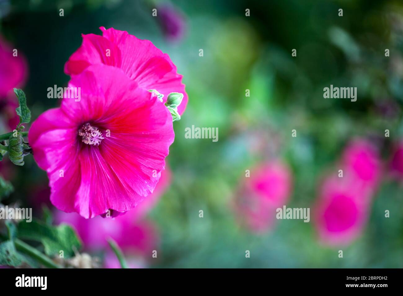 Romantic and The Natural Pink Flowers Photo Stock Photo - Alamy