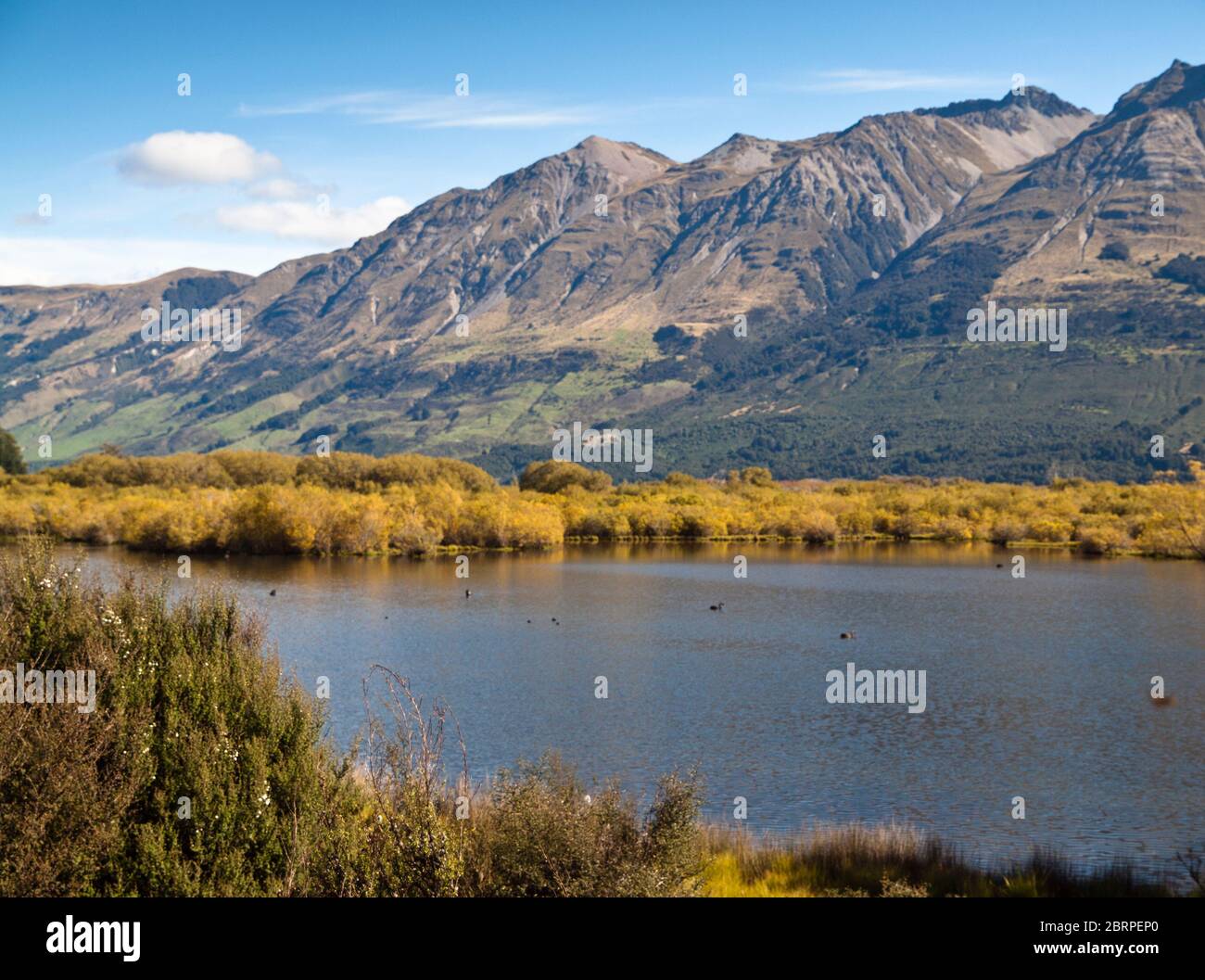 Black swans (Cygnus atratus) on Glenorchy Lagoon beneath the Humboldt ...